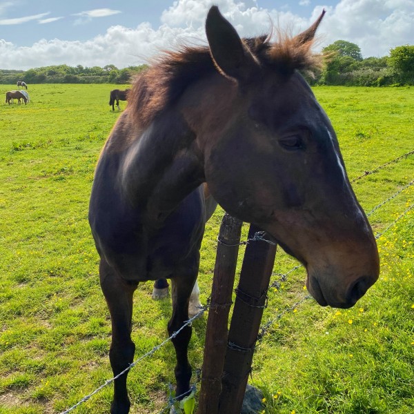 Gallery | Goonbell Riding Centre
