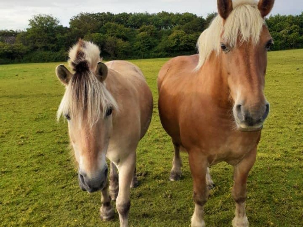 What's On | Goonbell Riding Centre