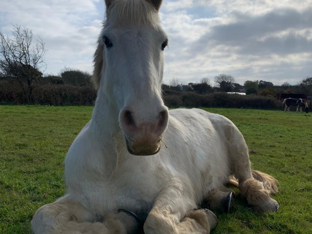What's On | Goonbell Riding Centre