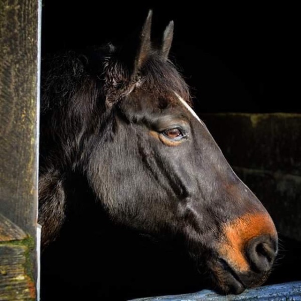 What's On | Goonbell Riding Centre