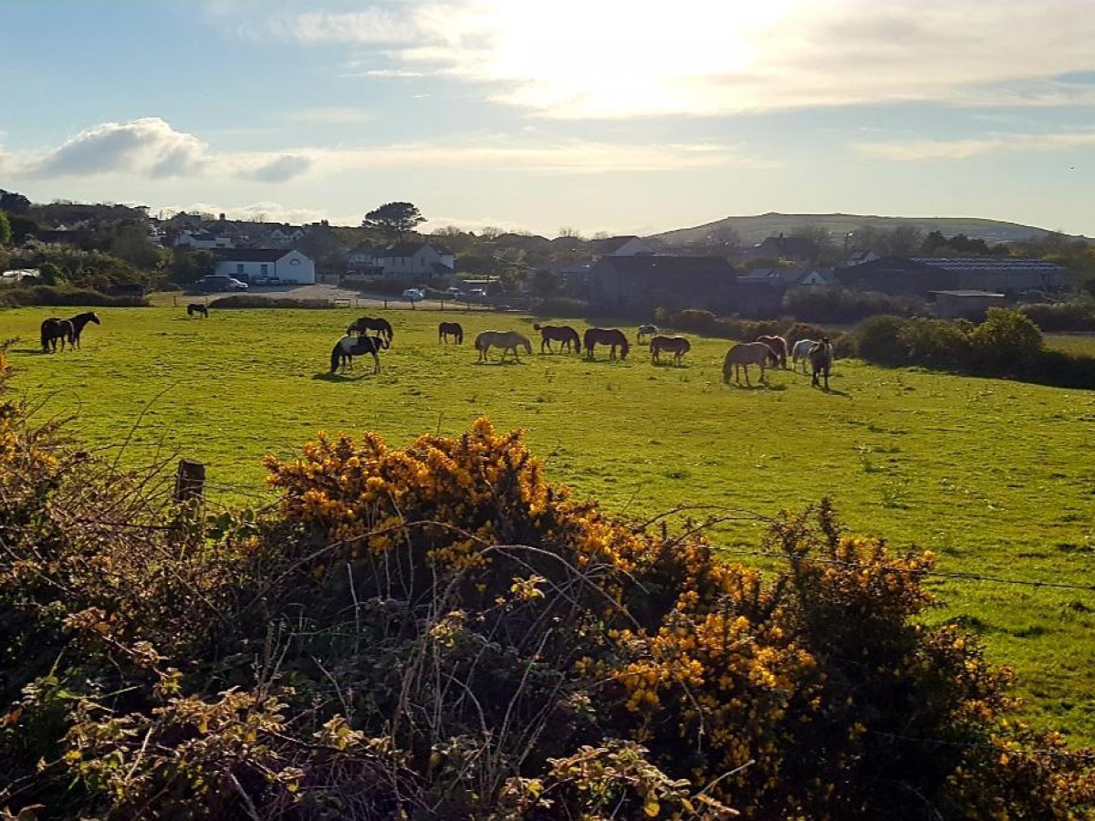 What's On | Goonbell Riding Centre