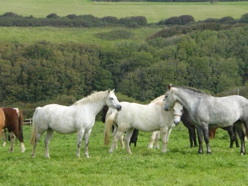 What's On | Goonbell Riding Centre