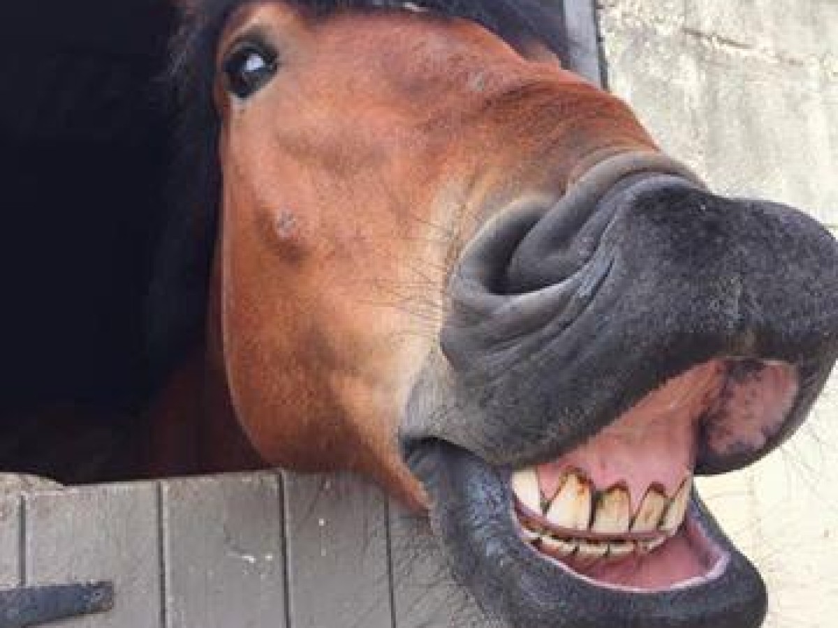 What's On | Goonbell Riding Centre