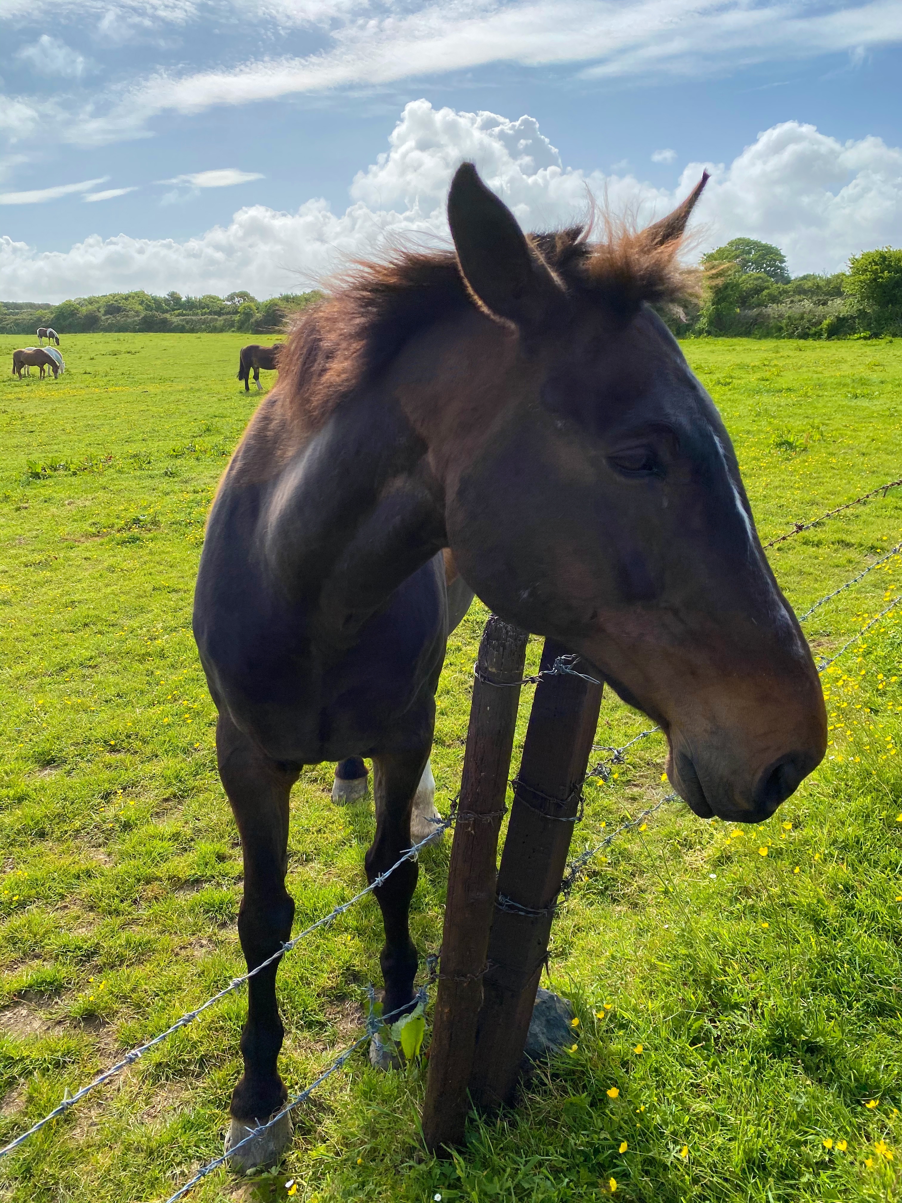 Homepage | Goonbell Riding Centre