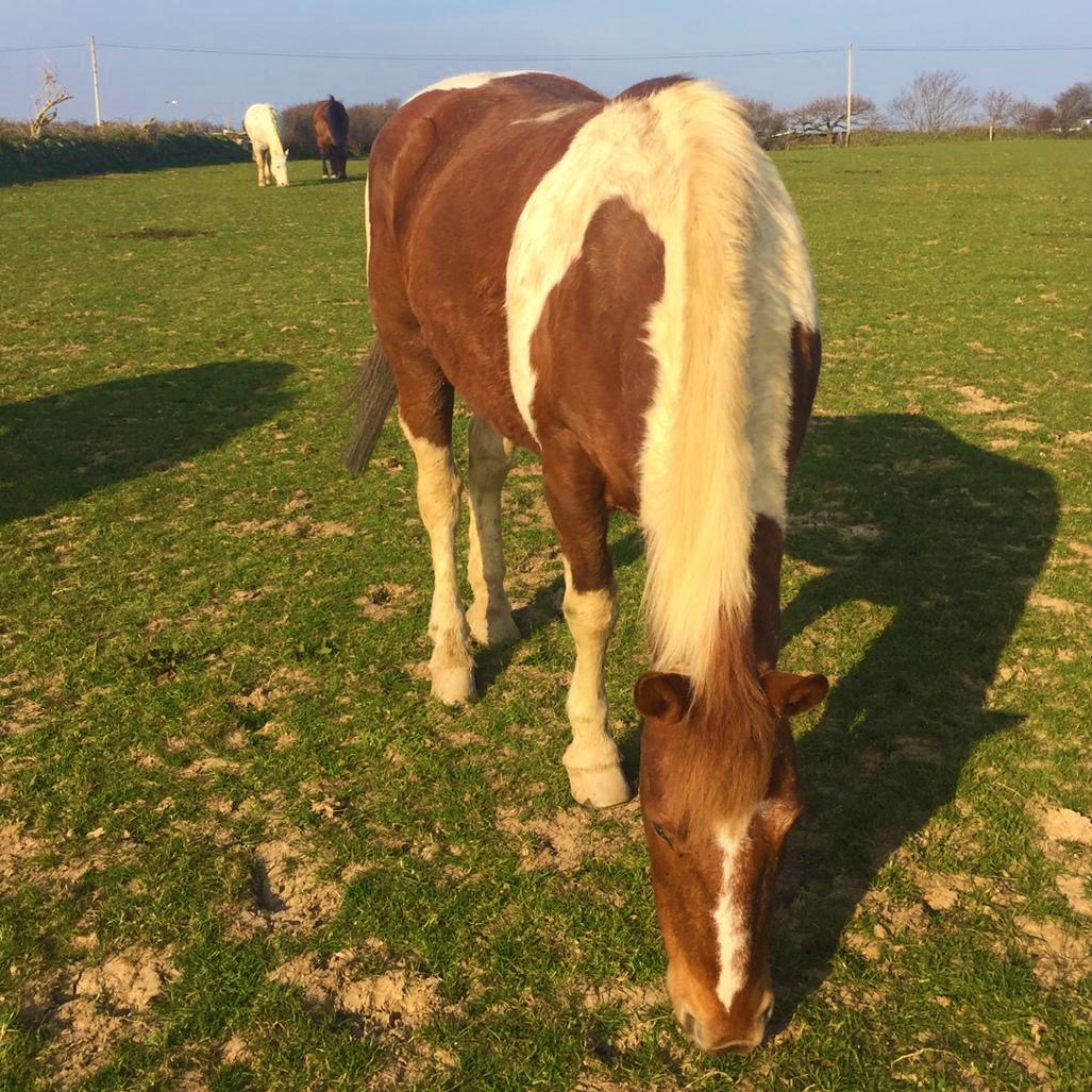 Contact Us | Goonbell Riding Centre