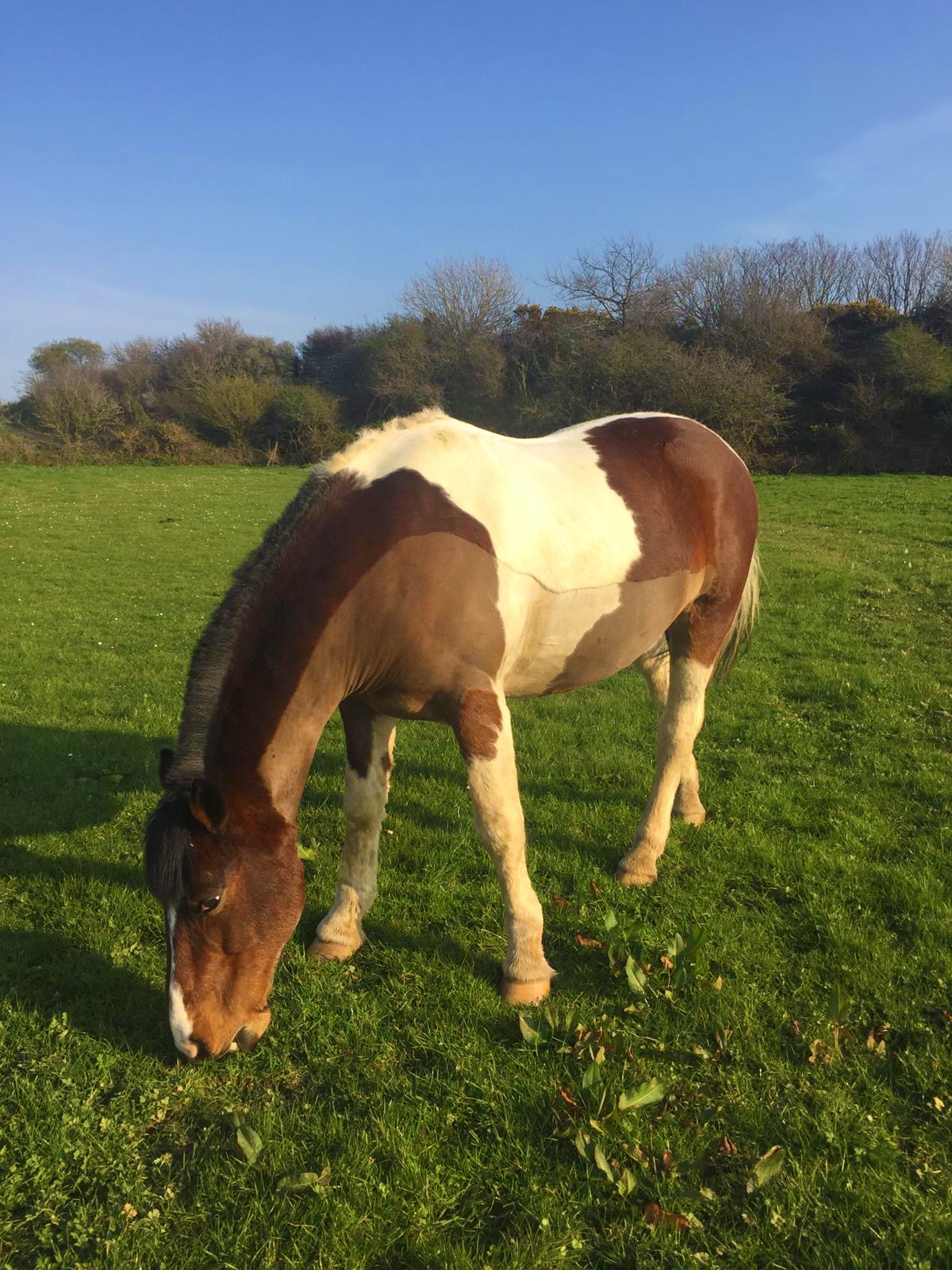 Blog | Goonbell Riding Centre