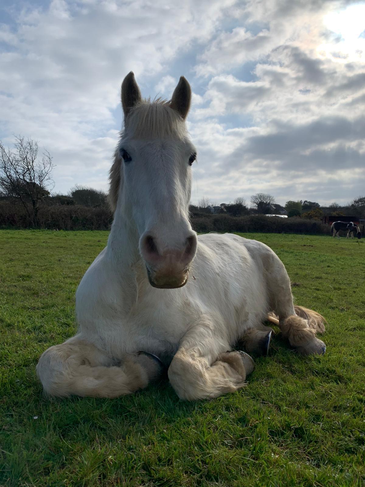 Pony Club | Goonbell Riding Centre