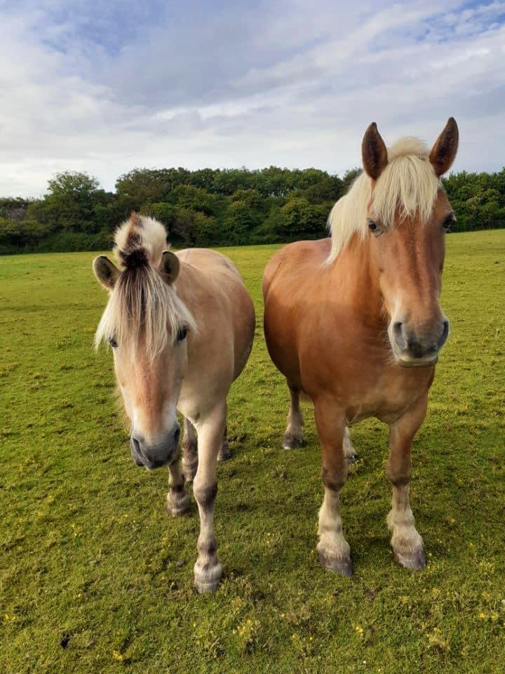 Gallery | Goonbell Riding Centre