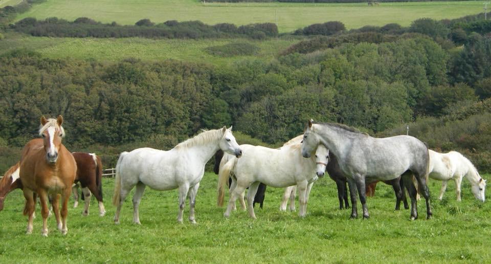 Gallery 1 | Goonbell Riding Centre