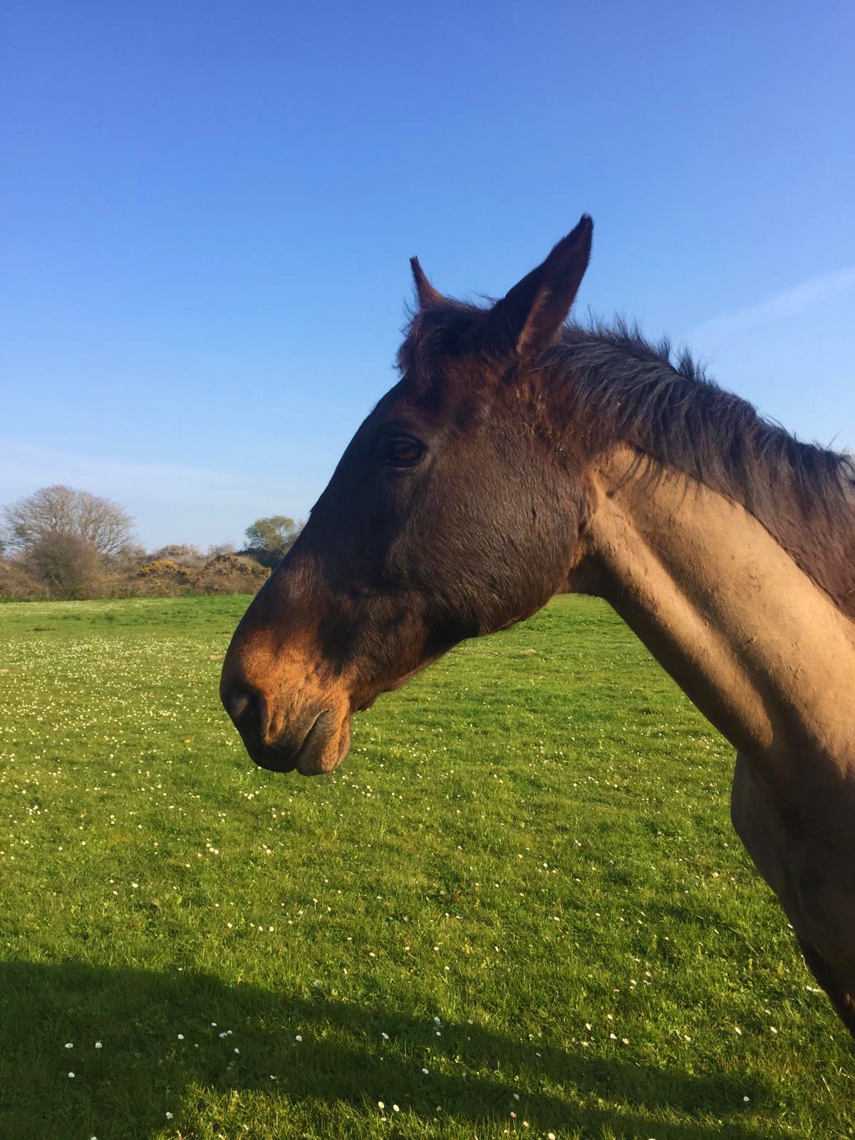 Location | Goonbell Riding Centre